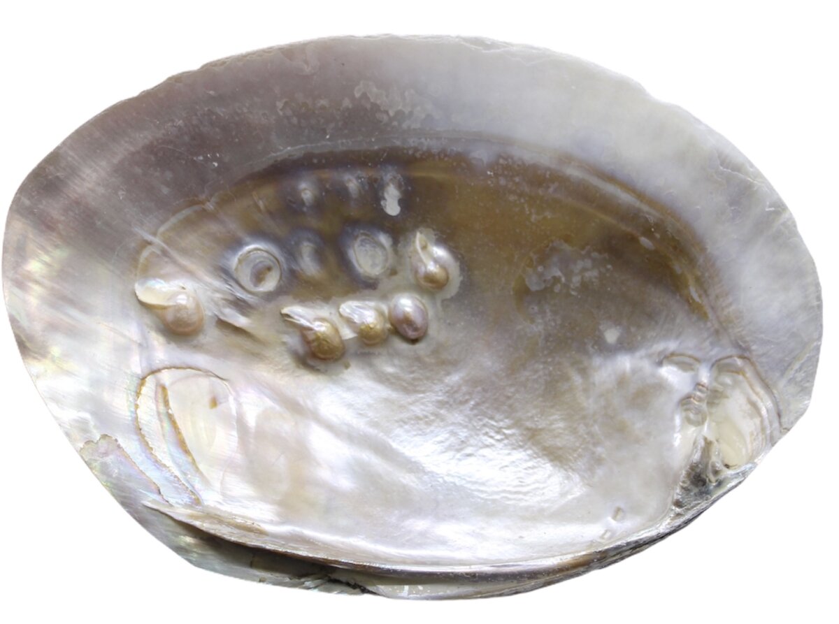 Muschel mit Perlen, 6,90